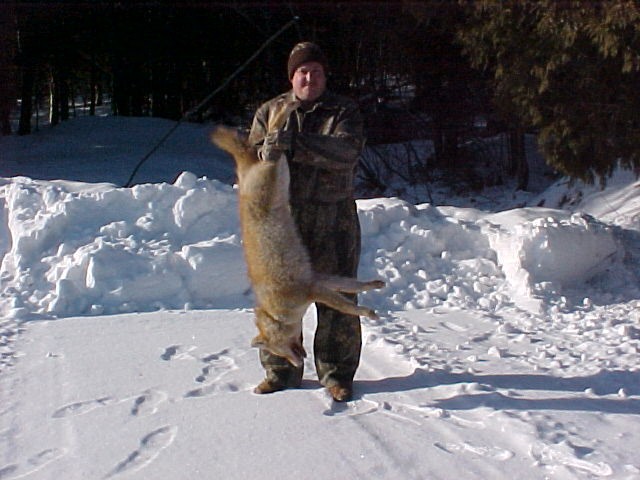 Maine Coyote Hunting at Conklin's Lodge and Camps